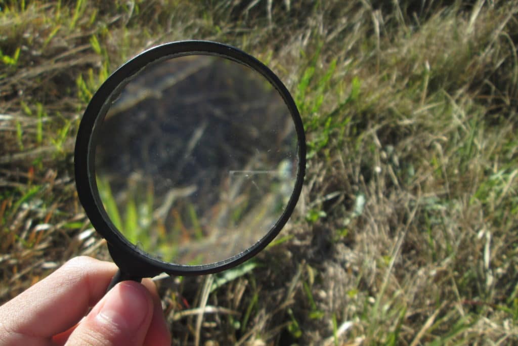 Can Magnifying Glasses Burn Ants And How Fauna Facts