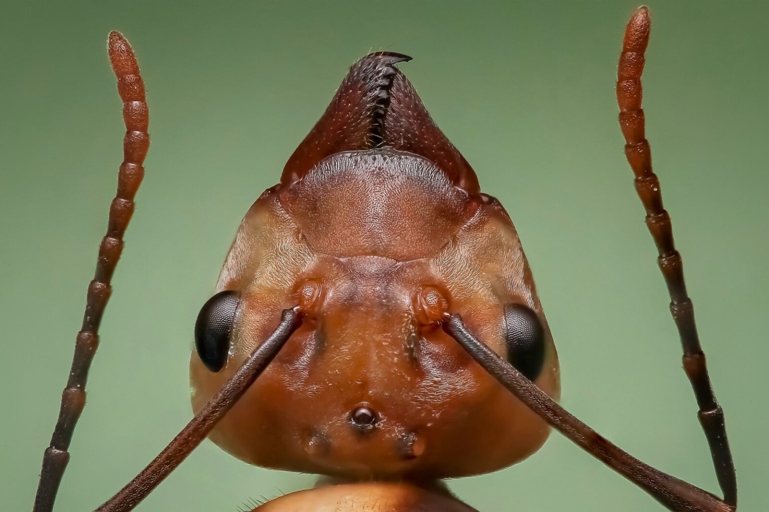 Do Ants Have Brains? (Ant Cognition Explained) – Fauna Facts