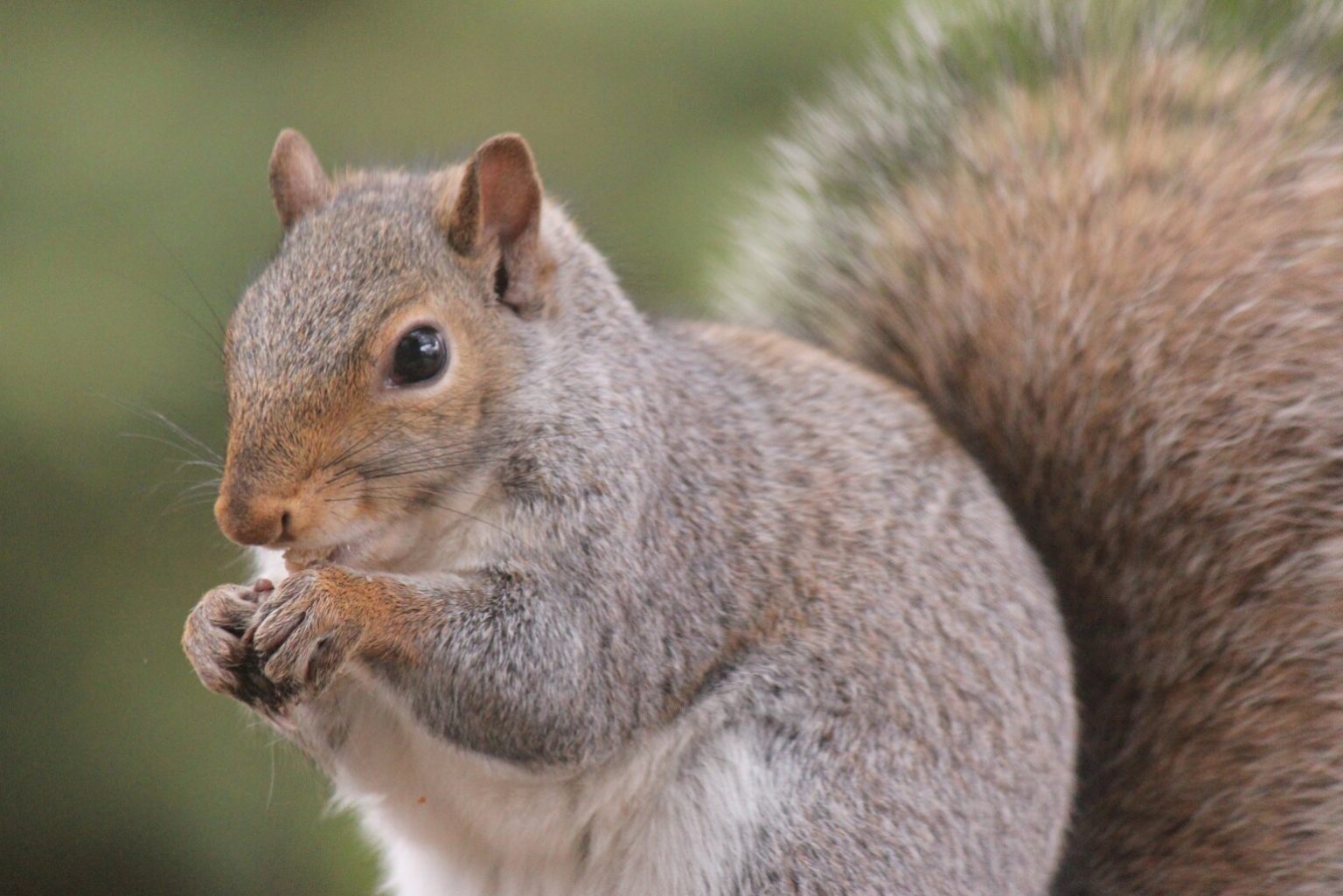 126 Animals that Are Gray (A to Z List with Pictures) – Fauna Facts