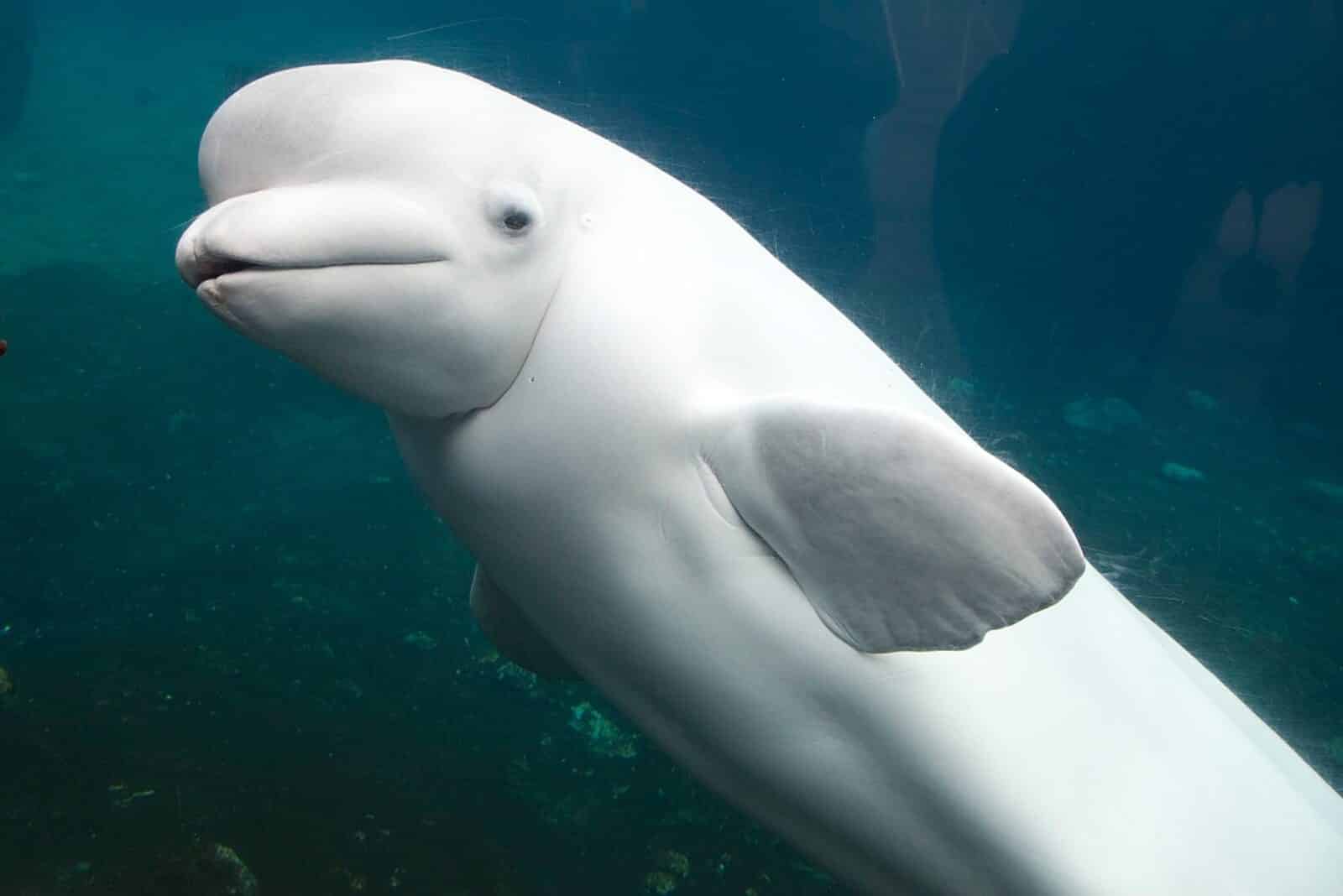 What Eats Shrimp? (23 Animals with Pictures) – Fauna Facts