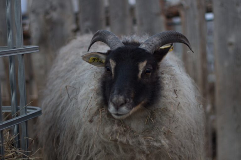 40 Rare Sheep Breeds (A to Z List with Pictures) – Fauna Facts
