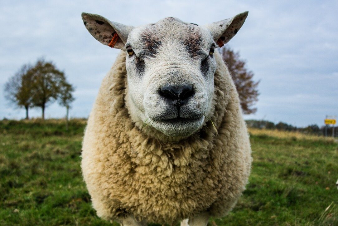 40 Rare Sheep Breeds (A to Z List with Pictures) – Fauna Facts