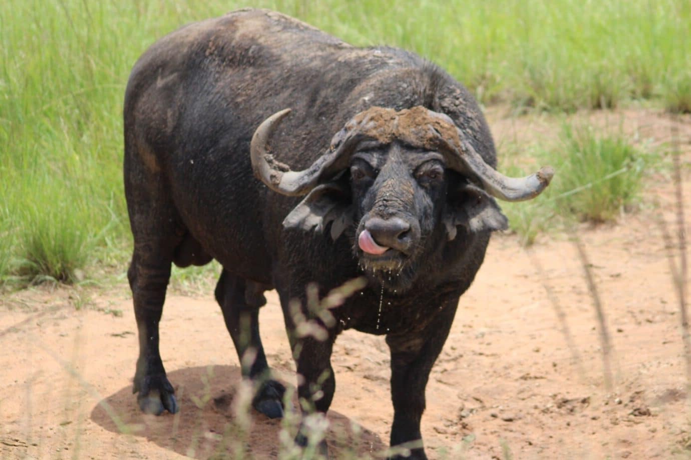 37 Animals with Four Legs (A to Z List with Pictures) – Fauna Facts