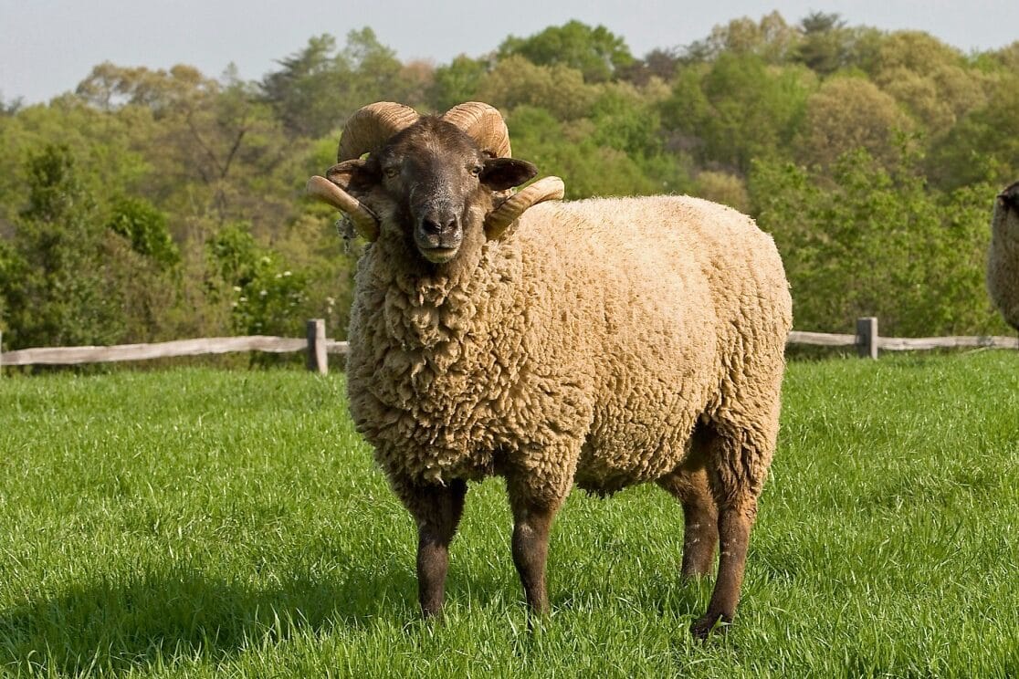 34 Common Sheep Breeds (A to Z List +Pictures) – Fauna Facts