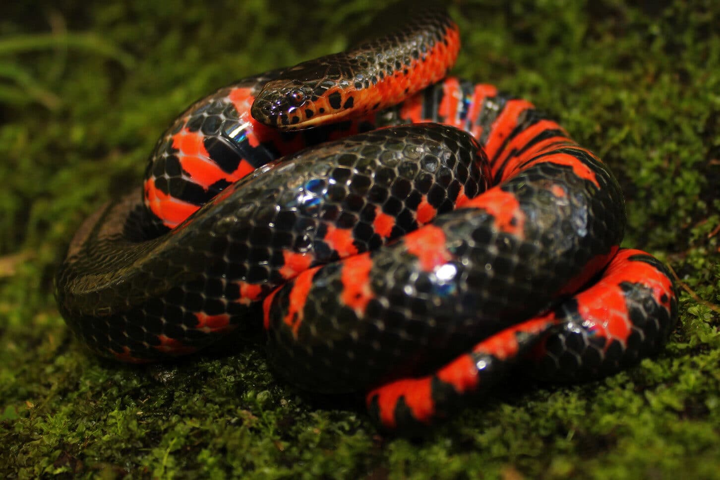 What Color is Snake Blood? – Fauna Facts