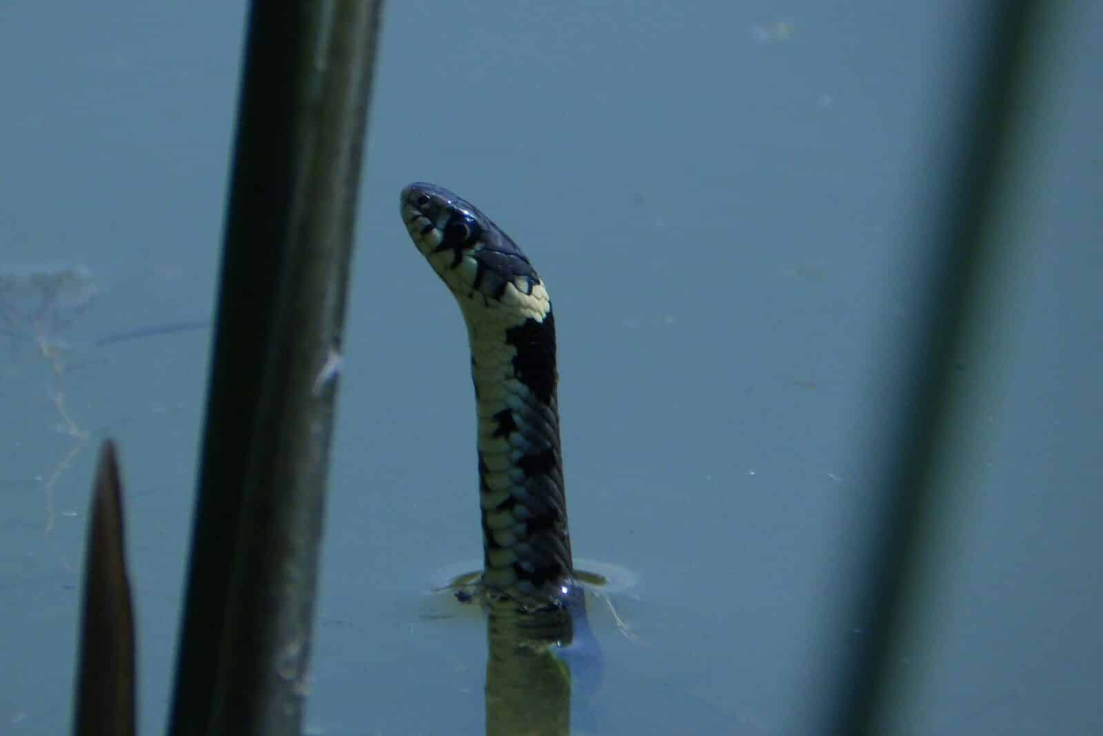 29 Animals that Live in Wetlands (with Pictures) – Fauna Facts