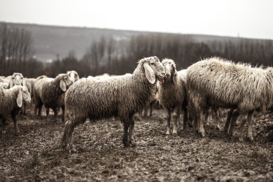 34 Common Sheep Breeds (A to Z List +Pictures) – Fauna Facts