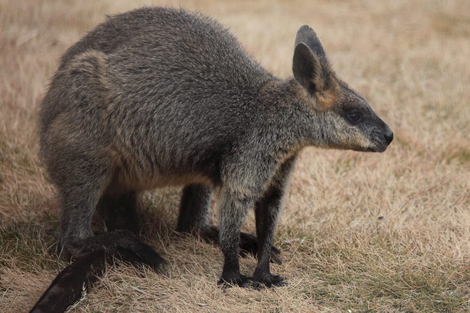 20 Animals Like Kangaroos (with Pictures) – Fauna Facts