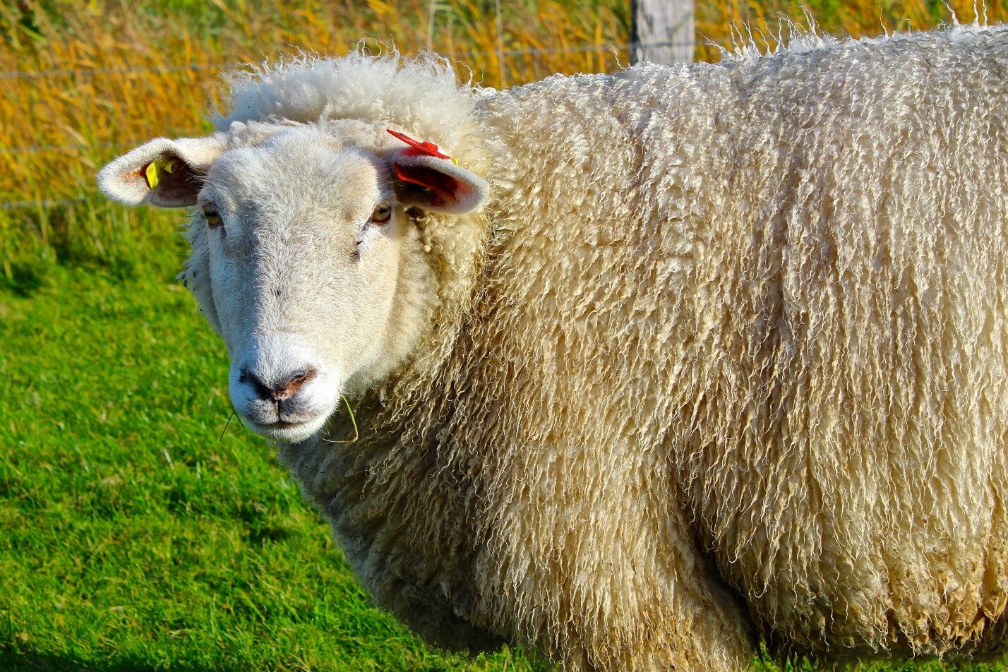 19 Large Sheep Breeds (A to Z List with Pictures) – Fauna Facts