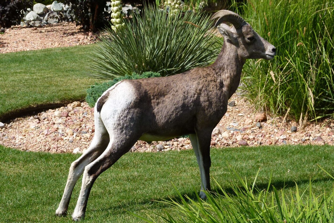 34 Common Sheep Breeds (A to Z List +Pictures) – Fauna Facts