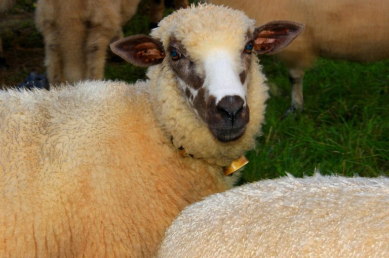 34 Common Sheep Breeds (A to Z List +Pictures) – Fauna Facts