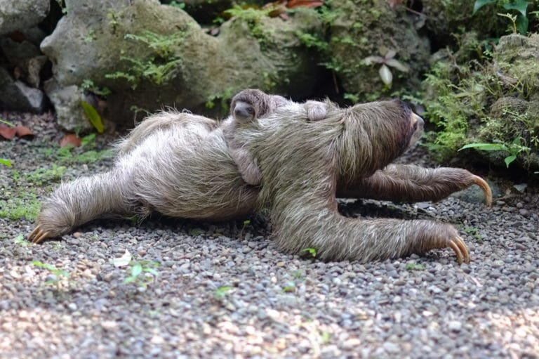 10 Sloth Adaptations (Evolutionary Secrets!) – Fauna Facts