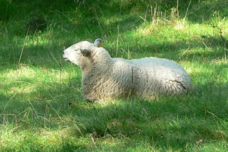 16 Dairy Sheep Breeds (A to Z List with Pictures) – Fauna Facts