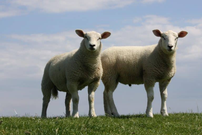 34 Common Sheep Breeds (A to Z List +Pictures) – Fauna Facts