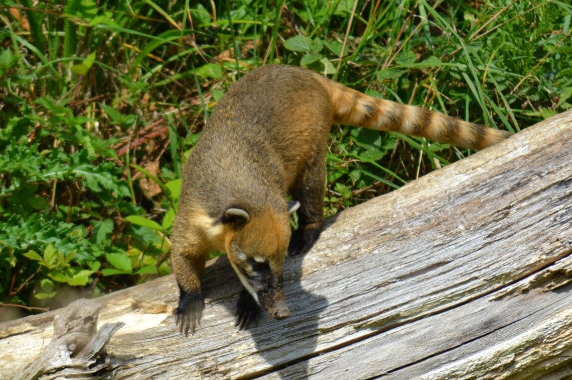 10 Animals with Ringed Tails (A to Z List with Pictures) – Fauna Facts