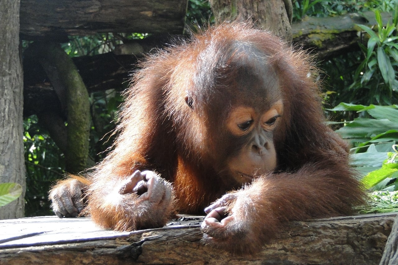 What are the 3 Types of Orangutans? – Fauna Facts
