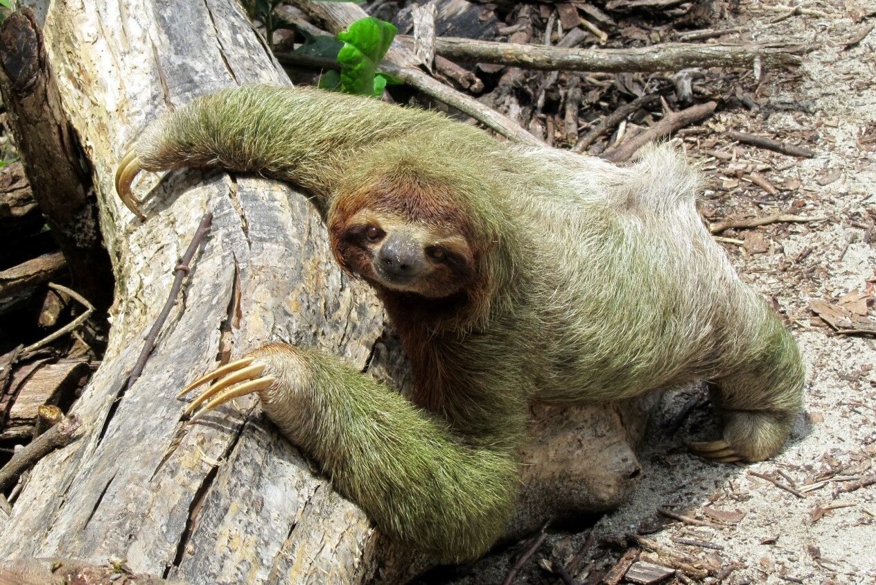 10 Sloth Adaptations (Evolutionary Secrets!) – Fauna Facts