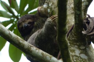 10 Sloth Adaptations (Evolutionary Secrets!) – Fauna Facts