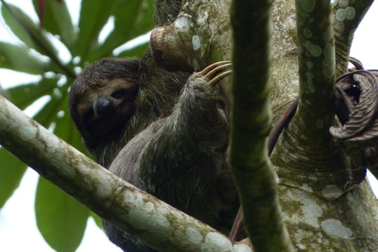 10 Sloth Adaptations (Evolutionary Secrets!) – Fauna Facts