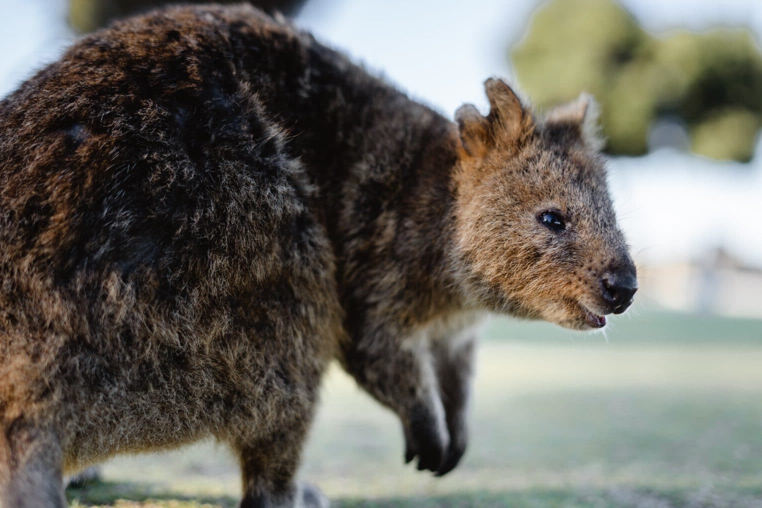 20 Animals Like Kangaroos (with Pictures) – Fauna Facts