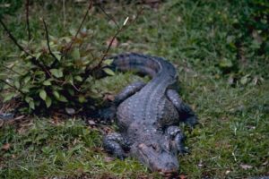 How Fast Can an Alligator Run on Land? – Fauna Facts