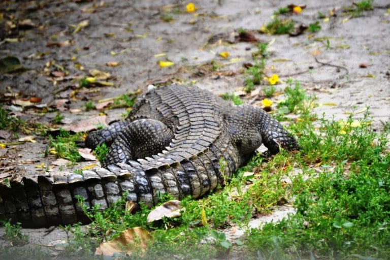 How Fast Can an Alligator Run on Land? – Fauna Facts