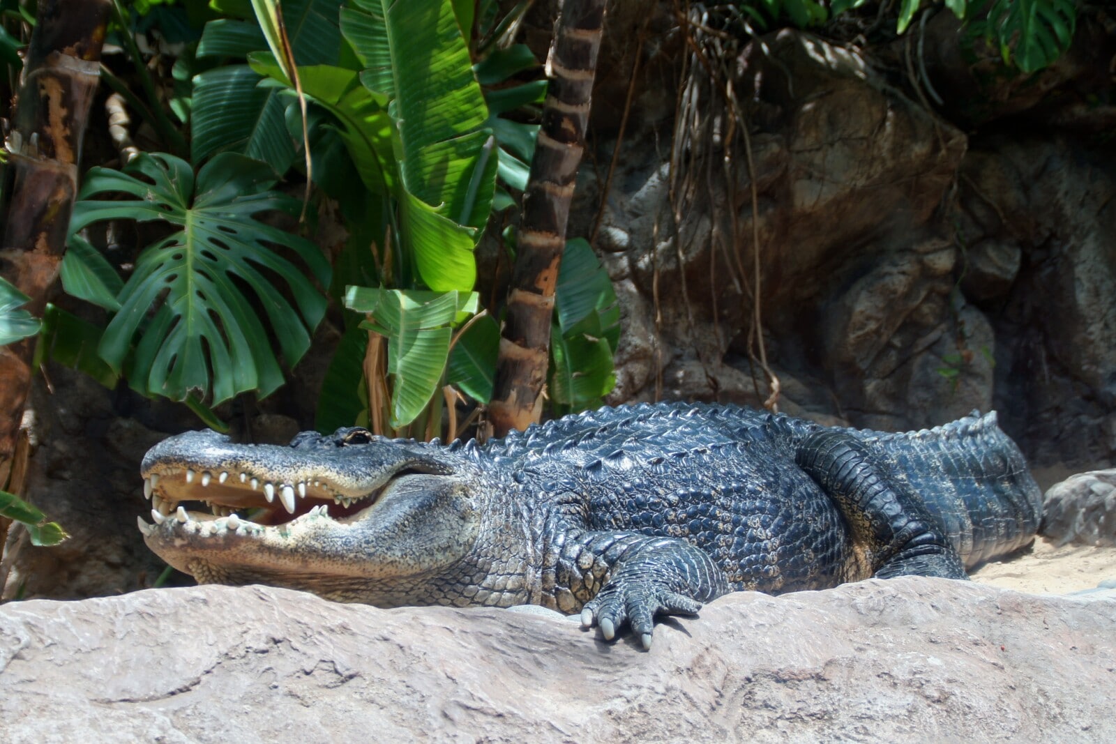 All 27 Types of Crocodiles (A to Z List with Pictures) – Fauna Facts