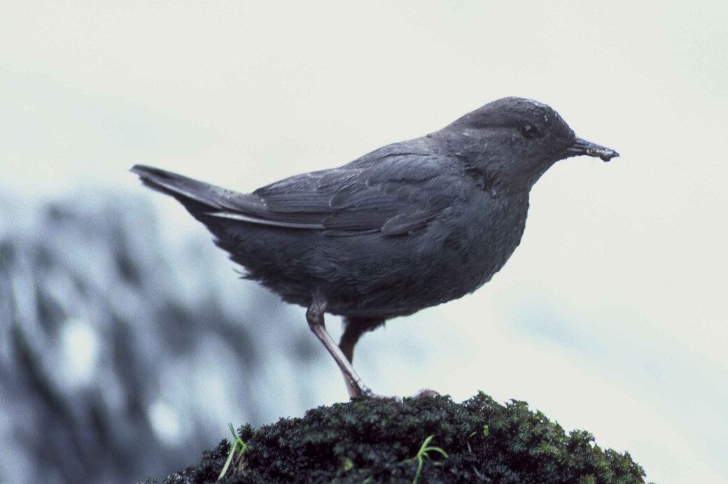 33 Birds That Eat Fish A To Z List With Pictures Fauna Facts 33-birds-that-eat-fish-a-to-z-list-with-pictures-fauna-facts