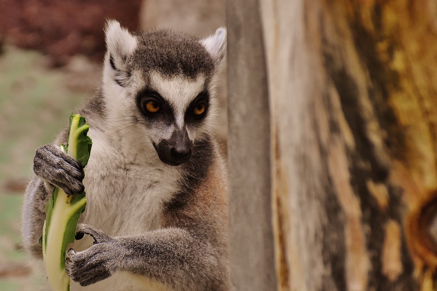 29 Animals Like Monkeys (A to Z List with Pictures) – Fauna Facts