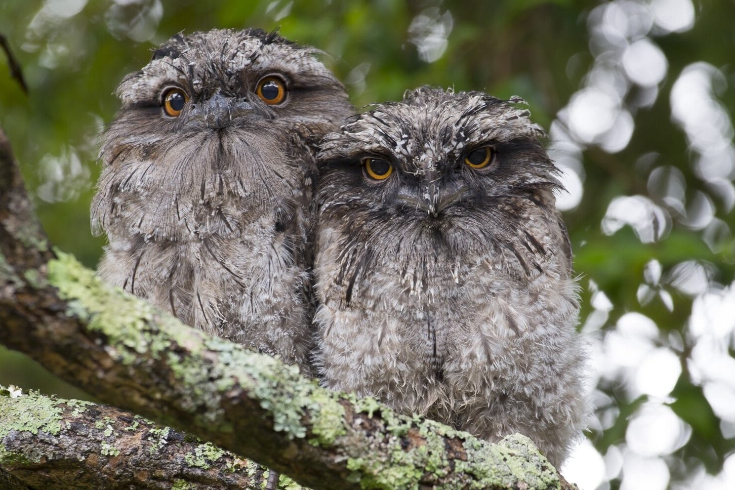 31 Birds that Are Endangered (A to Z List with Pictures) – Fauna Facts