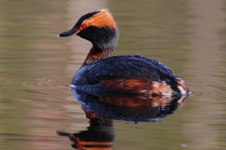 33 Birds That Eat Fish A To Z List With Pictures Fauna Facts 33-birds-that-eat-fish-a-to-z-list-with-pictures-fauna-facts