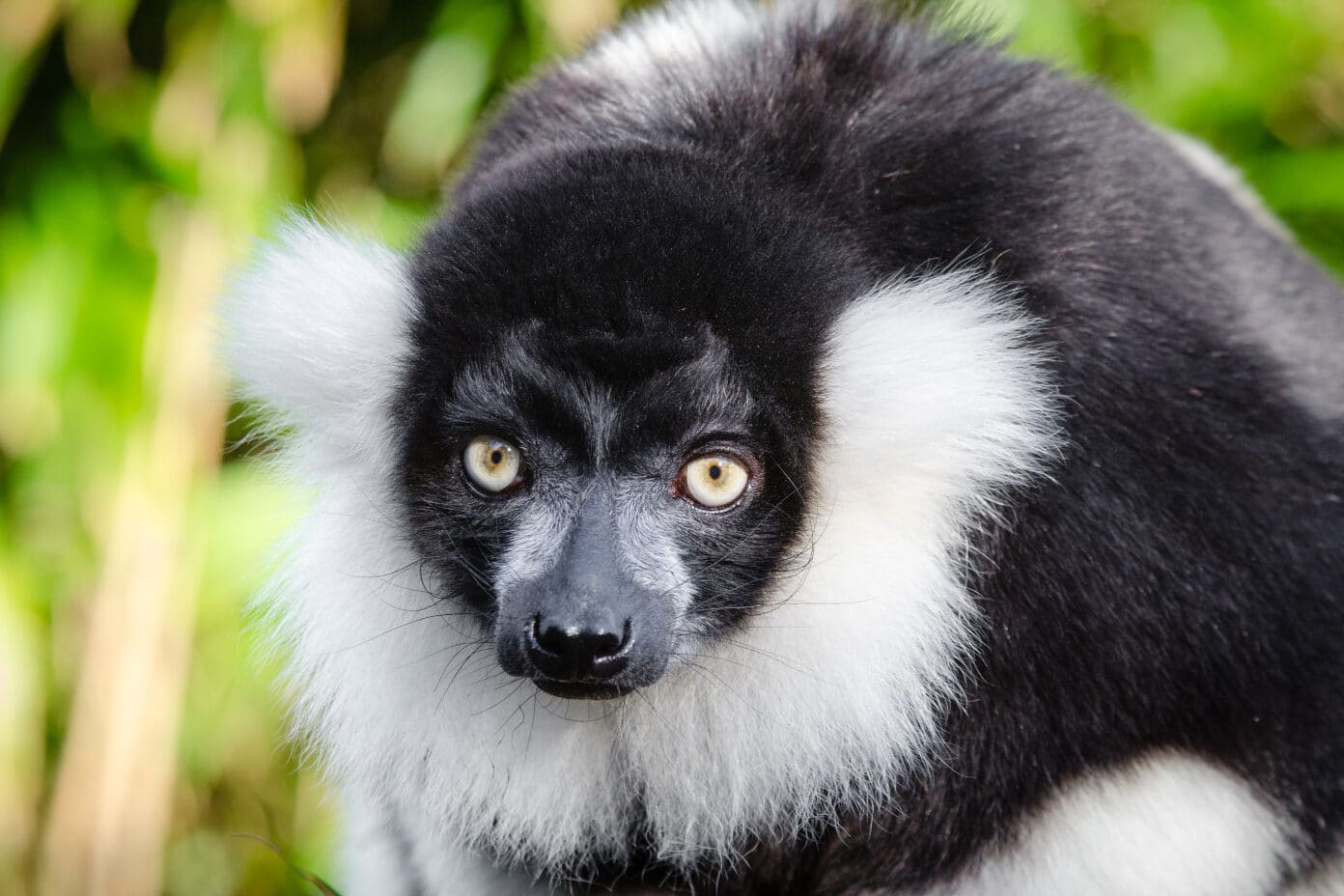 29 Animals Like Monkeys (A to Z List with Pictures) – Fauna Facts