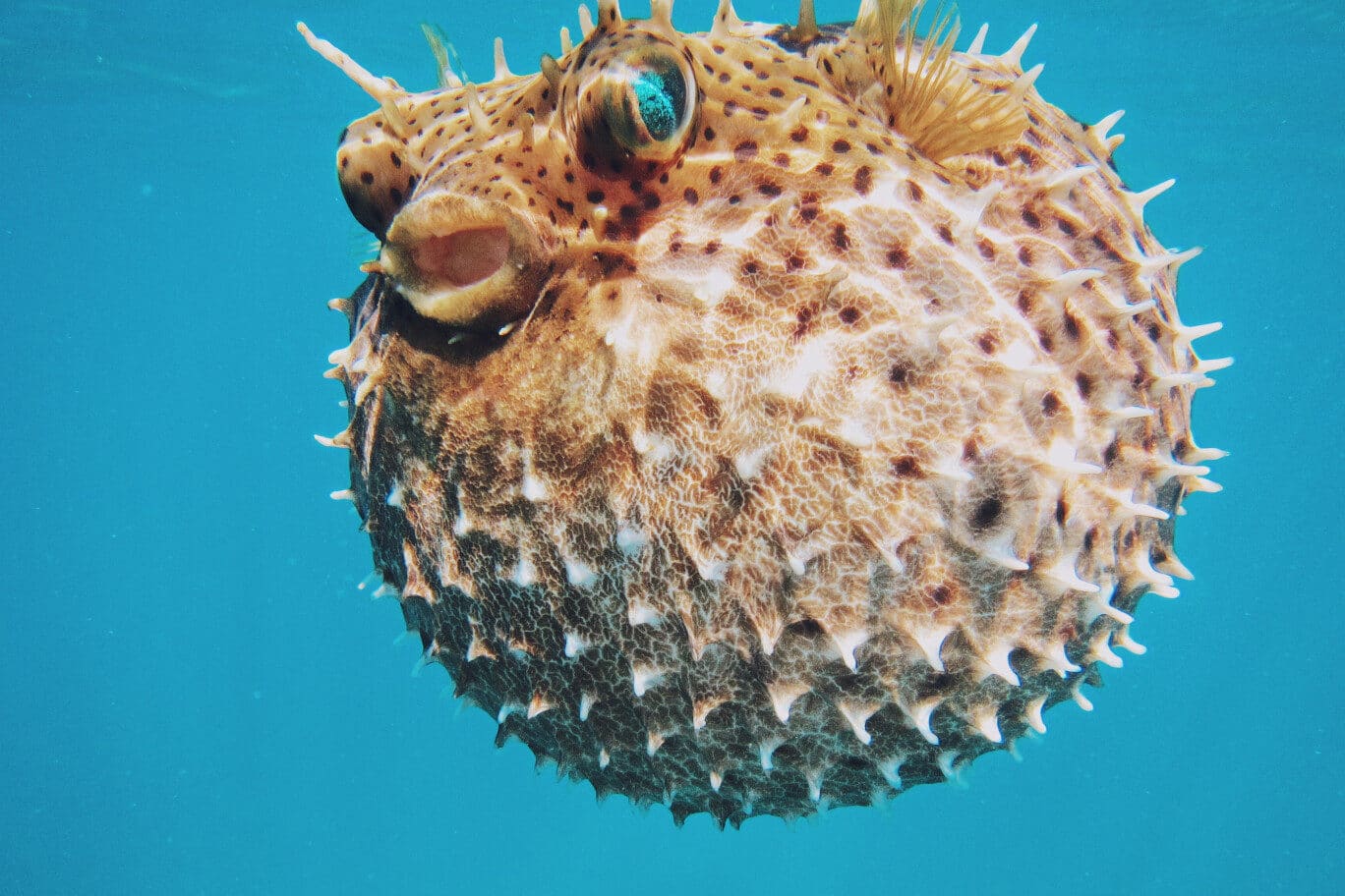 20 Animals with Spikes (A to Z List with Pictures) – Fauna Facts