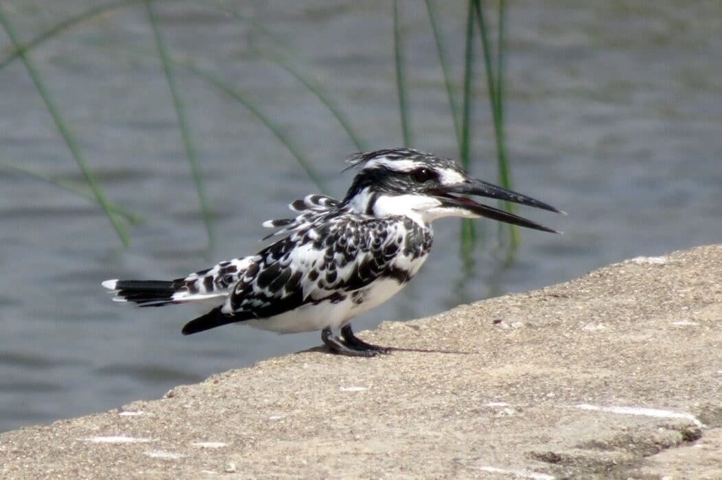 33 Birds that Eat Fish (A to Z List with Pictures) – Fauna Facts