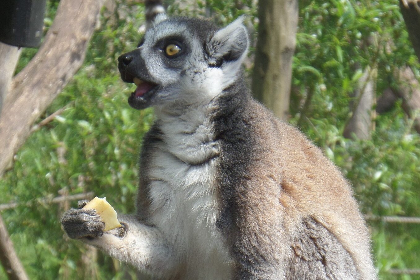 29 Animals Like Monkeys (A to Z List with Pictures) – Fauna Facts