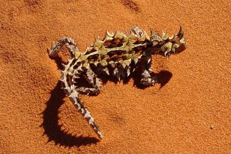 20 Animals with Spikes (A to Z List with Pictures) – Fauna Facts