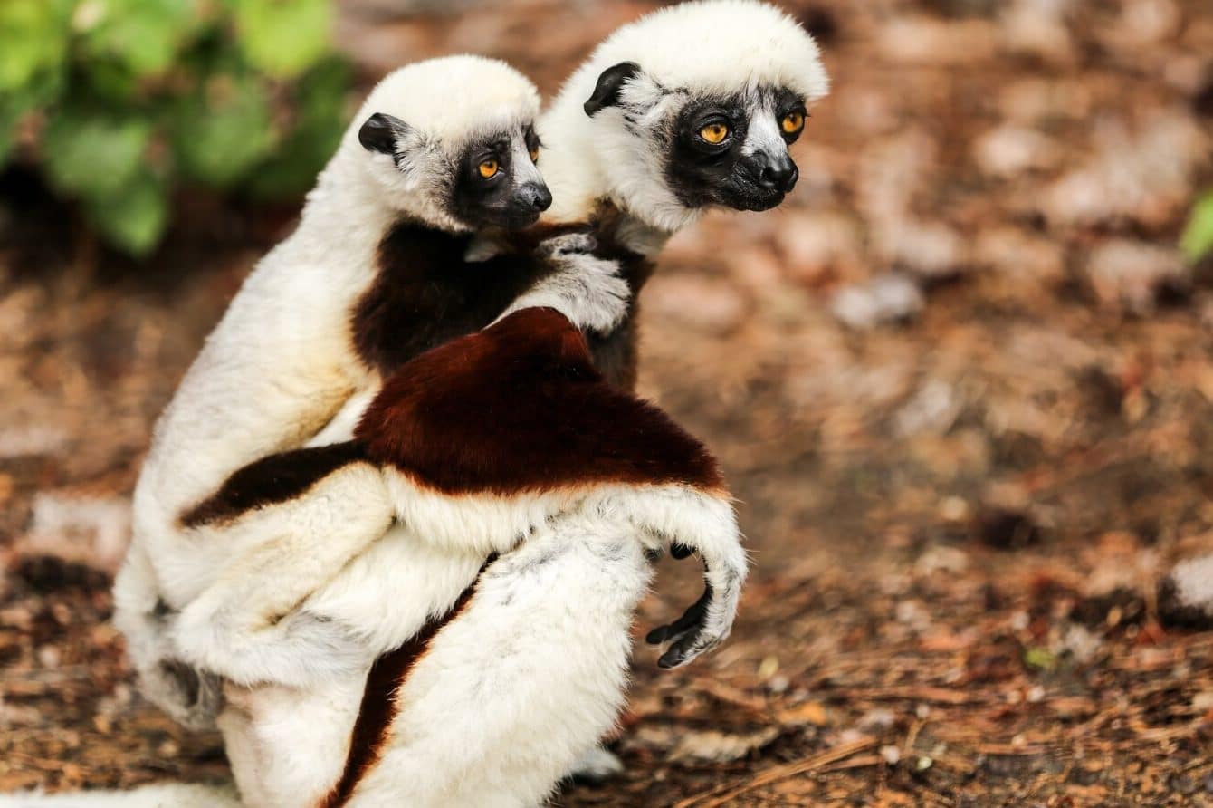 29 Animals Like Monkeys (A to Z List with Pictures) – Fauna Facts