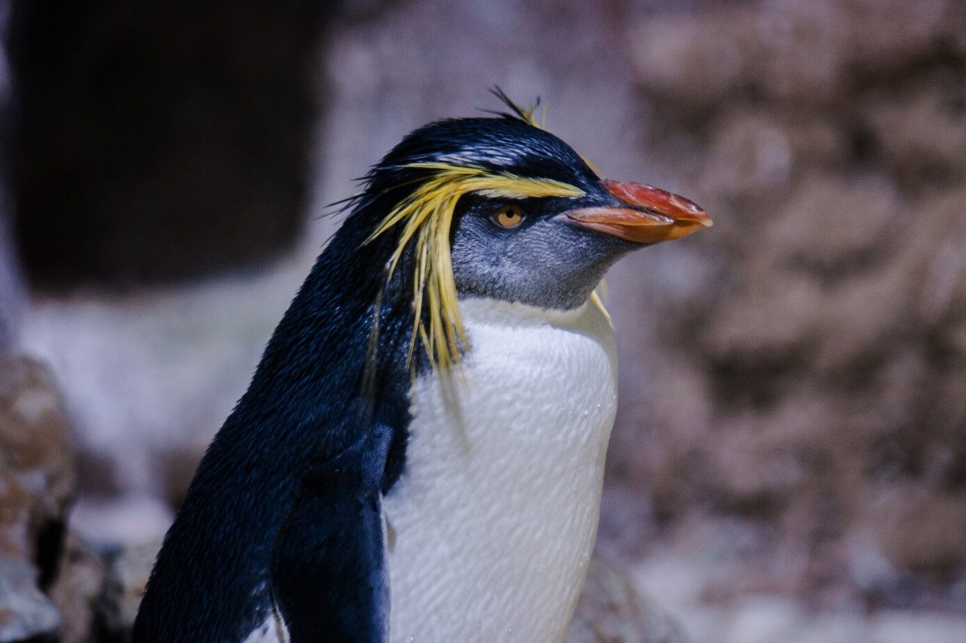 25 Birds with Ears (A to Z List with Pictures) – Fauna Facts