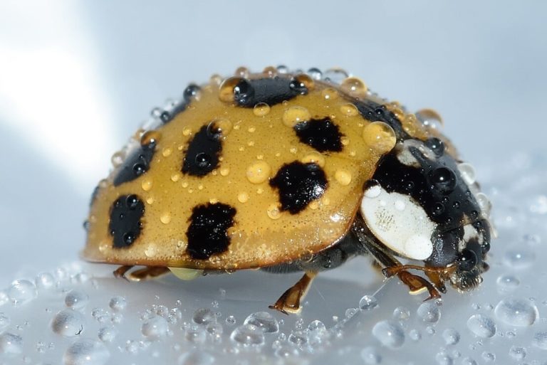 9 Ladybug Colors: What Colors Can Ladybugs Be? (Pictures) – Fauna Facts