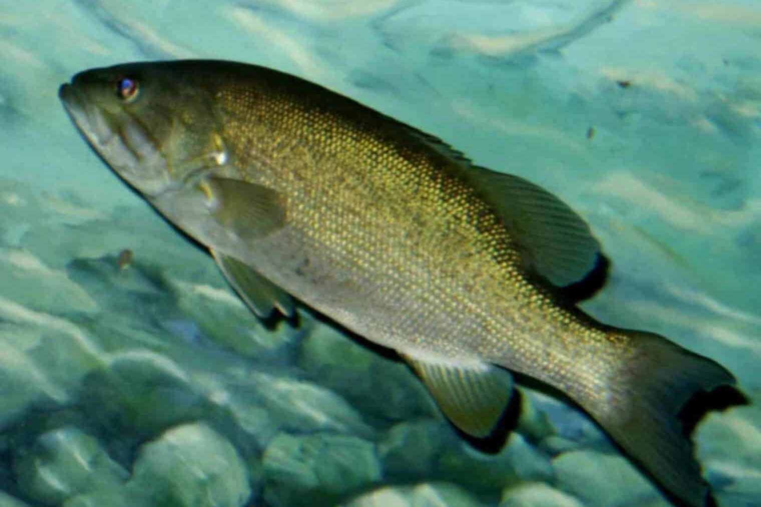 27 Fish that Migrate (A to Z List with Pictures) – Fauna Facts