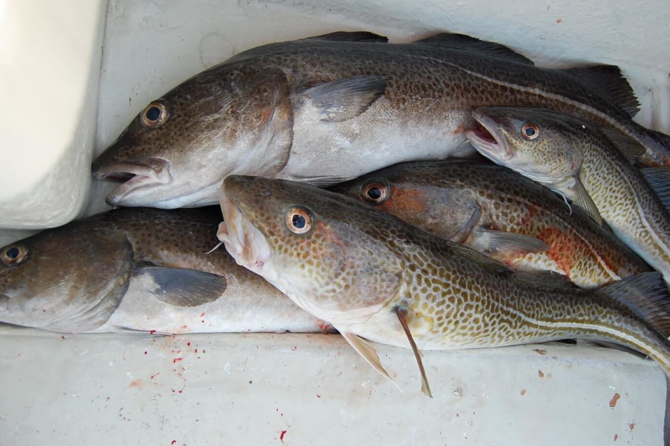 27 Fish that Migrate (A to Z List with Pictures) – Fauna Facts