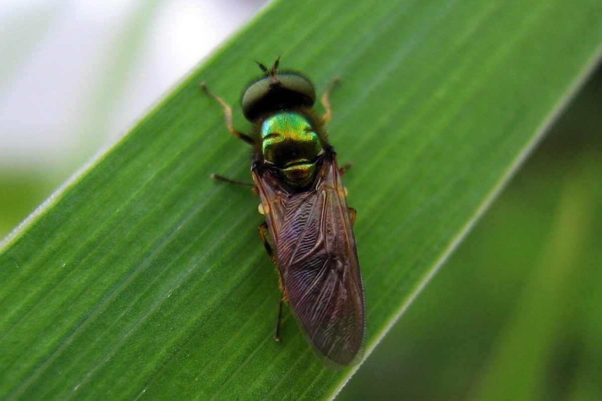 25 Insects that Are Attracted to Light (A to Z List with Pictures ...