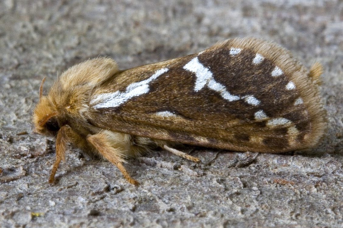 34 Poisonous Bugs (A to Z List with Pictures) – Fauna Facts