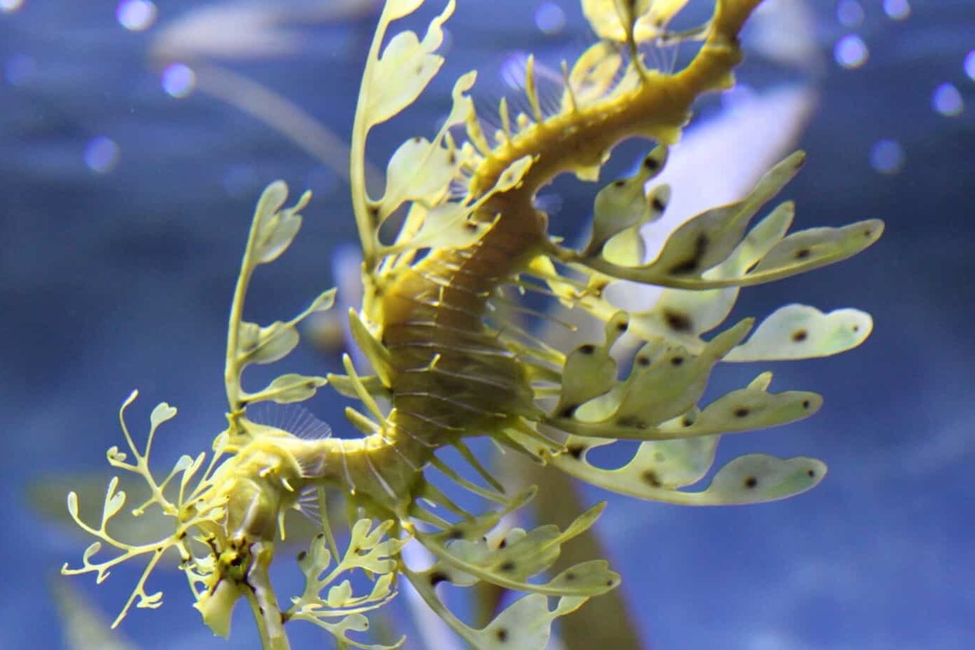 13 Fish that Look Like Dragons (List with Pictures) – Fauna Facts