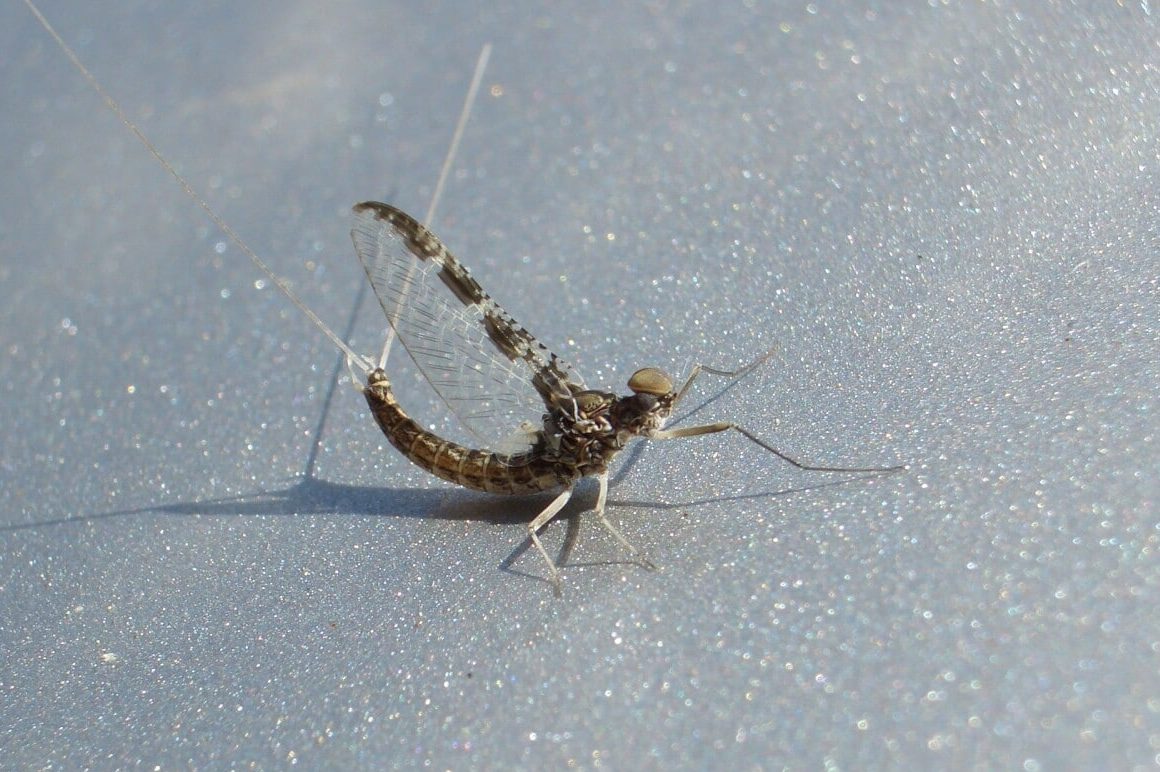 20 Insects with Long Tails (A to Z List with Pictures) – Fauna Facts