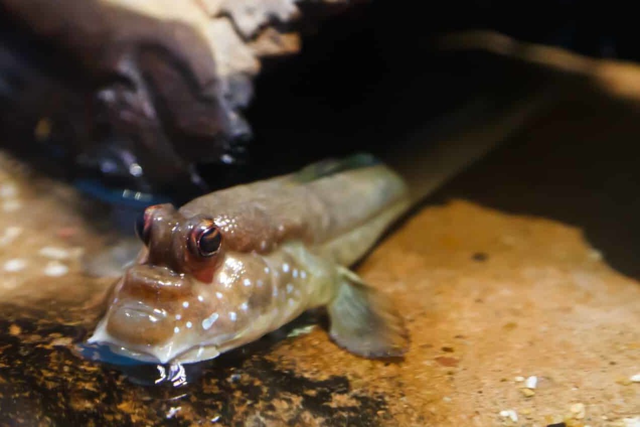 19 Fish that Breathe Air (A to Z List with Pictures) – Fauna Facts