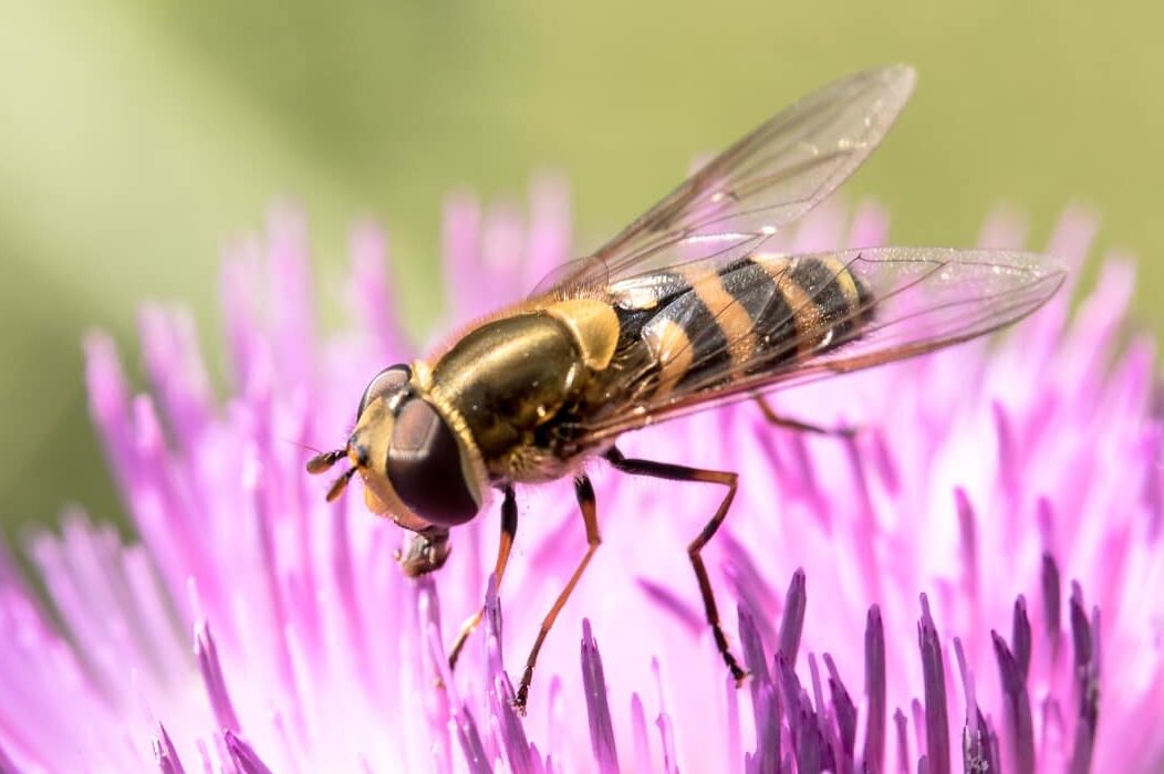 31 Insects with Wings (A to Z List with Pictures) – Fauna Facts