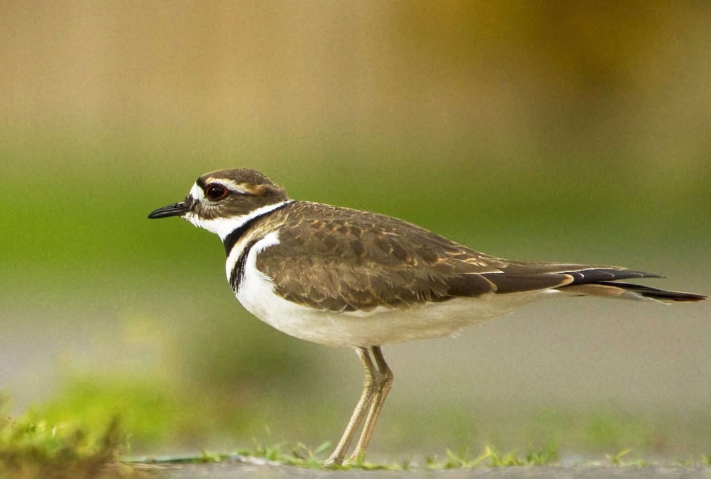 6 Birds with Fur (A to Z List with Pictures) – Fauna Facts