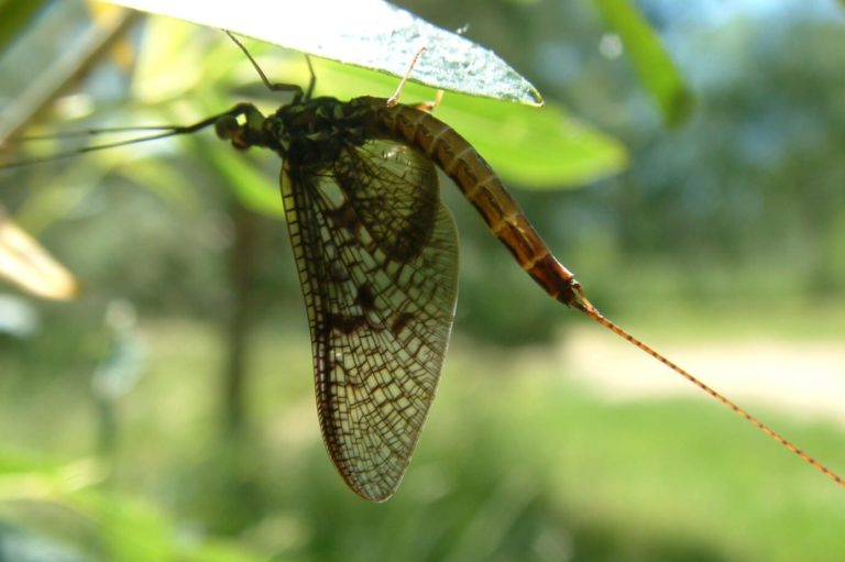 20 Insects with Long Tails (A to Z List with Pictures) – Fauna Facts