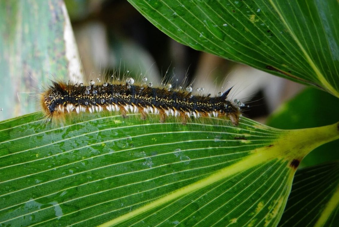 34 Poisonous Bugs (A to Z List with Pictures) – Fauna Facts